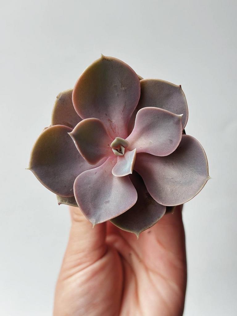 Суккуленты - Эхеверия Скорпио Echeveria Scorpio