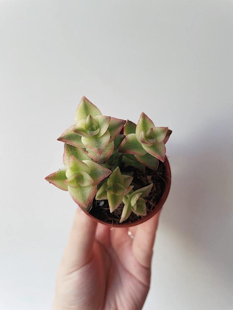 CRASSULA MOONGLOW