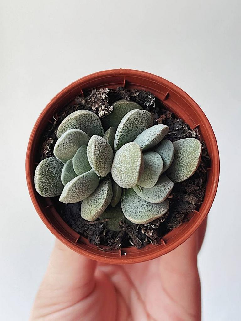 Крассула Перфората Вариегатная Crassula Perforata Variegata купить в ...