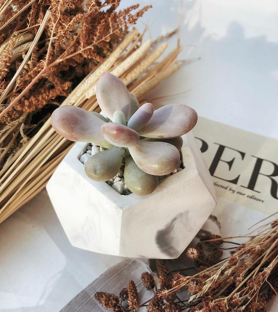 Композиции из суккулентов купить в Москве