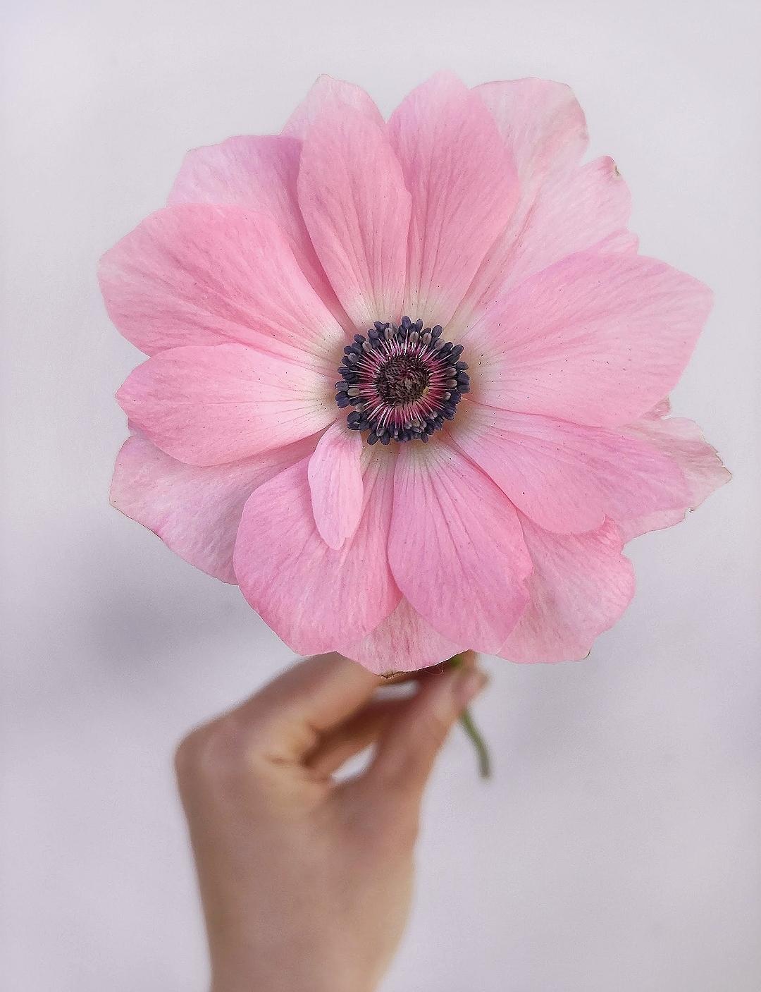FINE ART GARDEN > ANEMONE MISTRAL PLUS ROSA CHIARO 5шт купить в ...