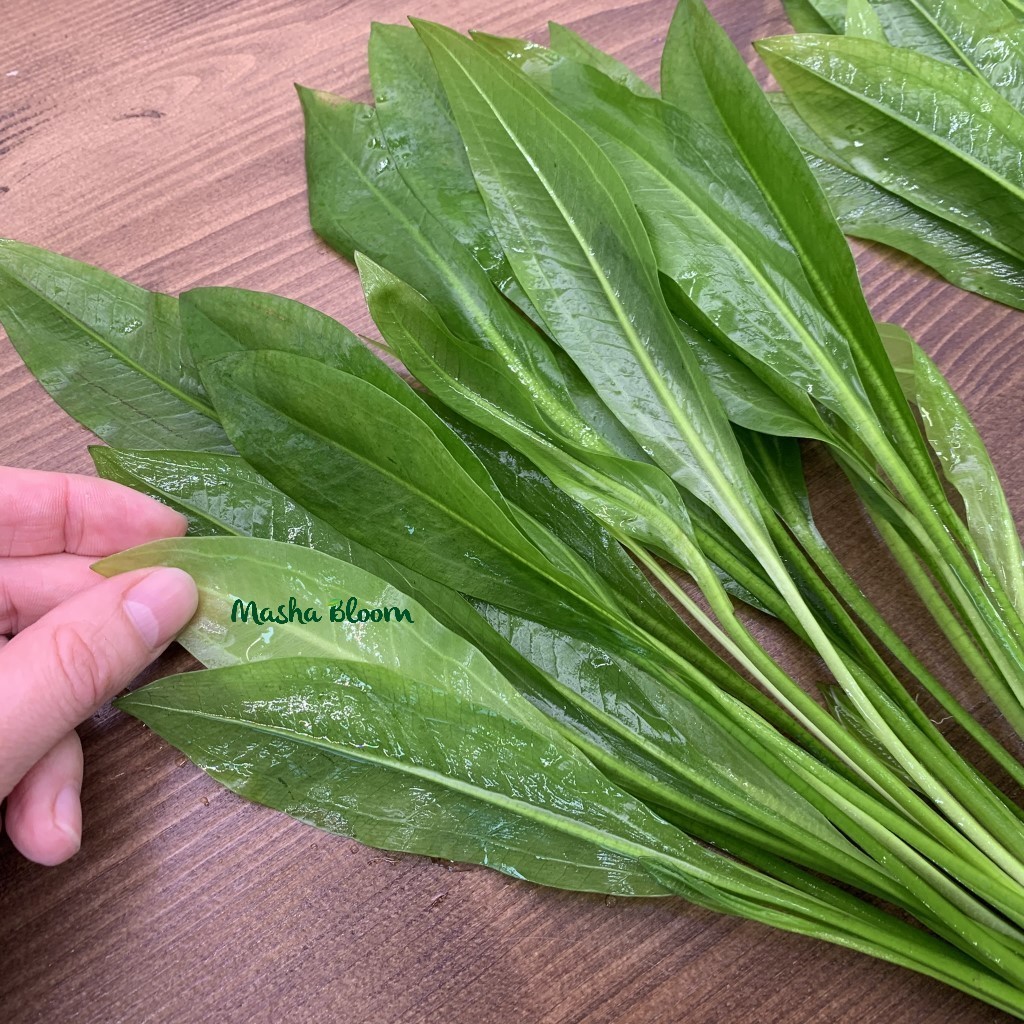 Эхинодорусы растения для аквариума купить