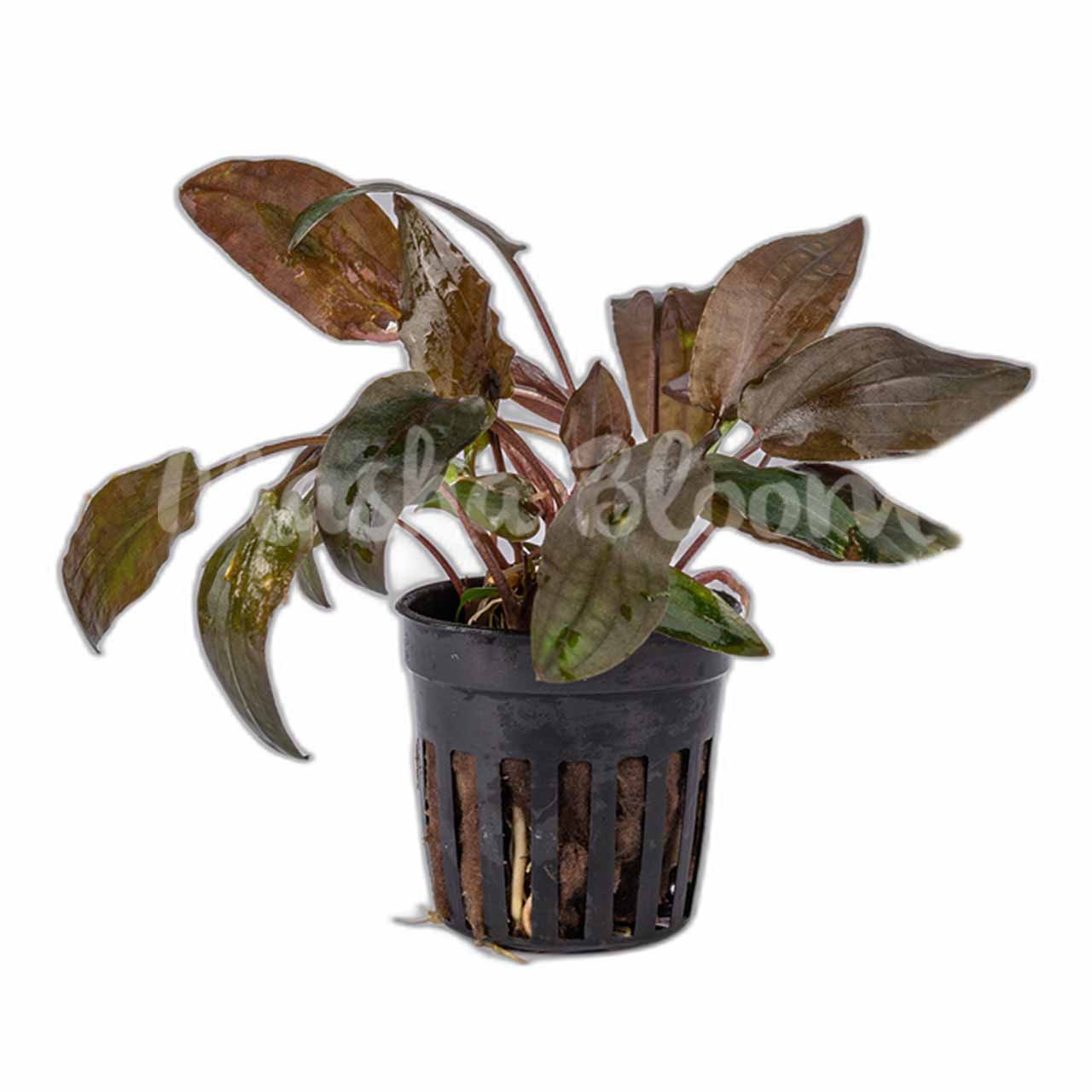 Криптокорины > Криптокорина парва (Cryptocoryne parva) в горшке купить ...