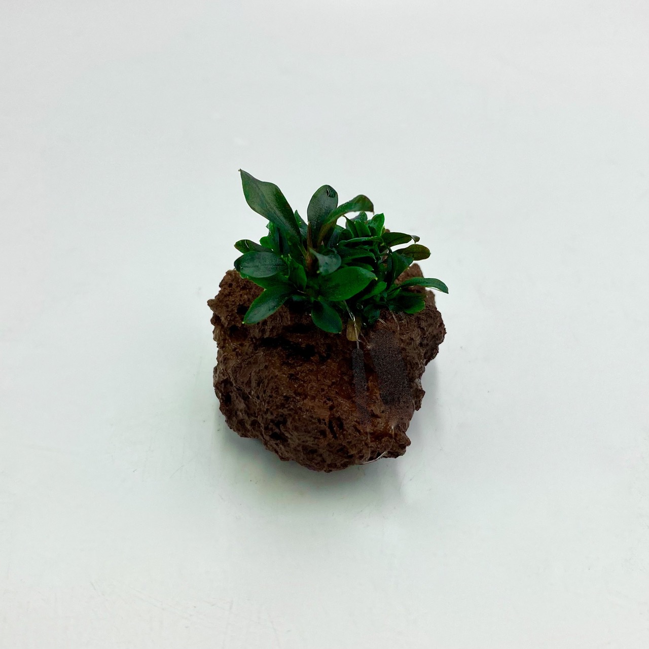 Буцефаландры > БУЦЕФАЛАНДРА РЕД МИНИ (Bucephalandra sp. «Red mini ...