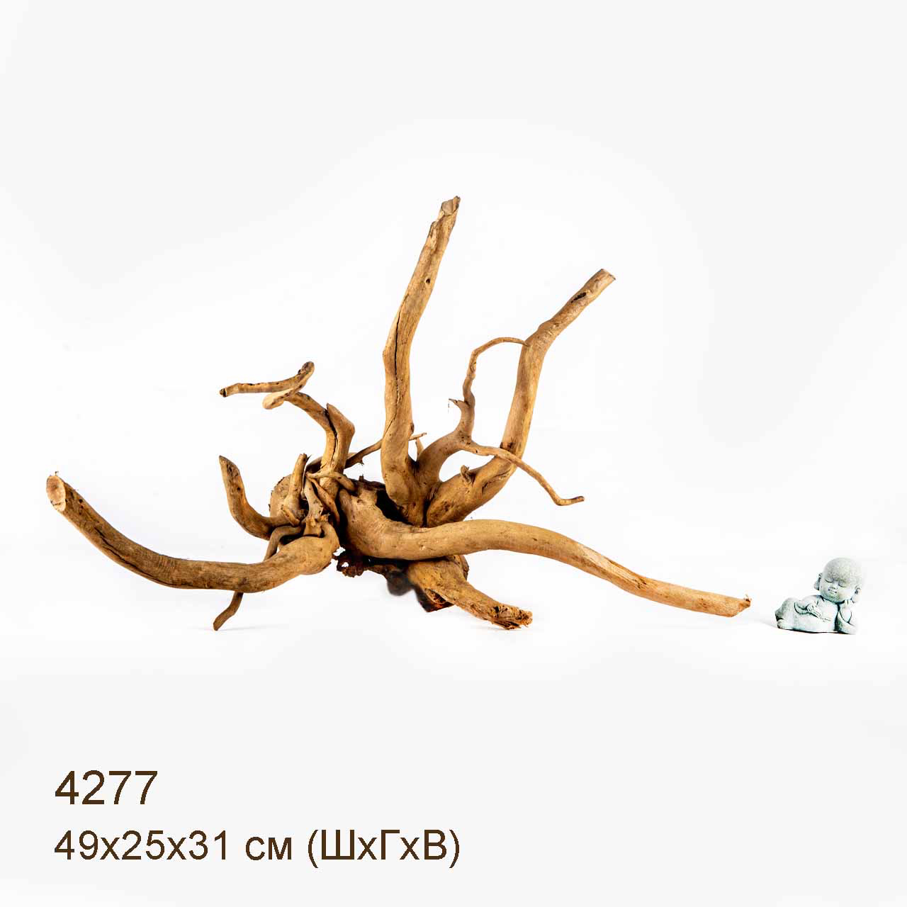 Коряги КОРЕНЬ АЗАЛИИ - L