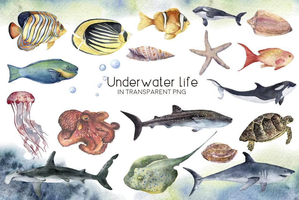 Clipart Ocean Underwater
