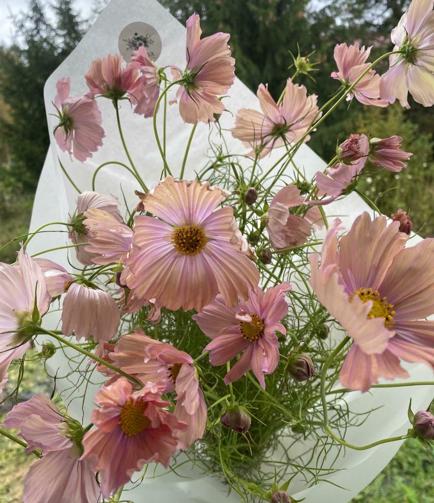 СЕМЕНА > Космея Рубинато (Cosmos bipinnatus rubinato) купить в интернет ...