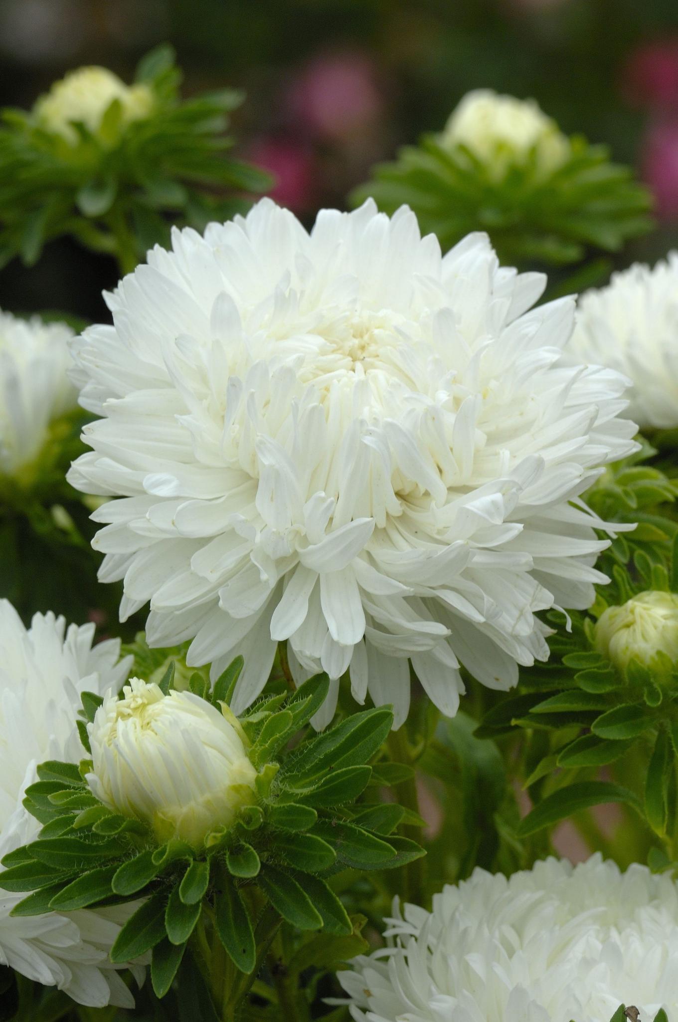 white aster