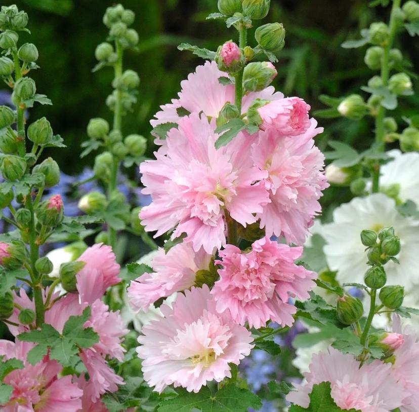 МНОГОЛЕТНИКИ > Пенстемон Мистика (Penstemon digitalis mystica) купить в ...