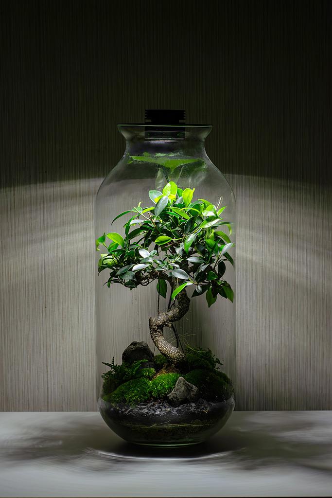Флорариум - купить в Москве недорого | Магазин Moss-Florarium.ru